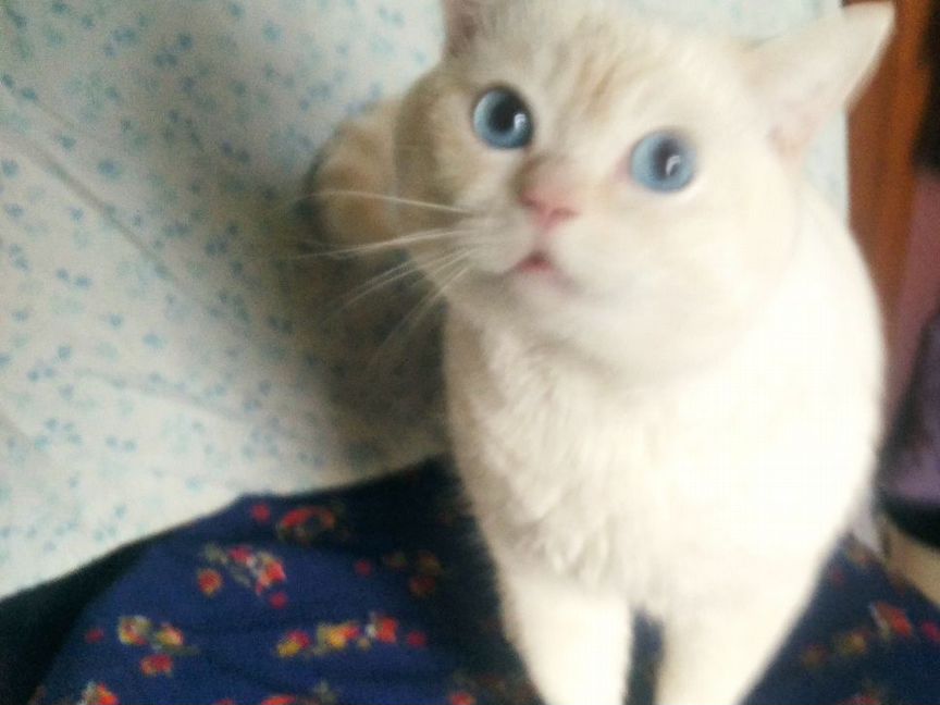 Кошка