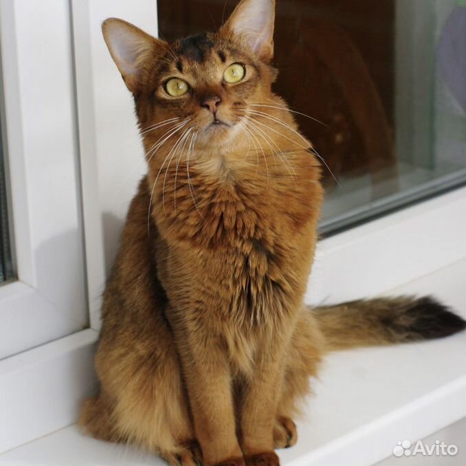 Сомалийская кошка