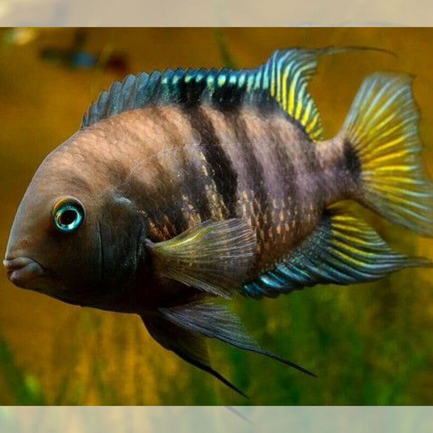 Цихлазома Седжика