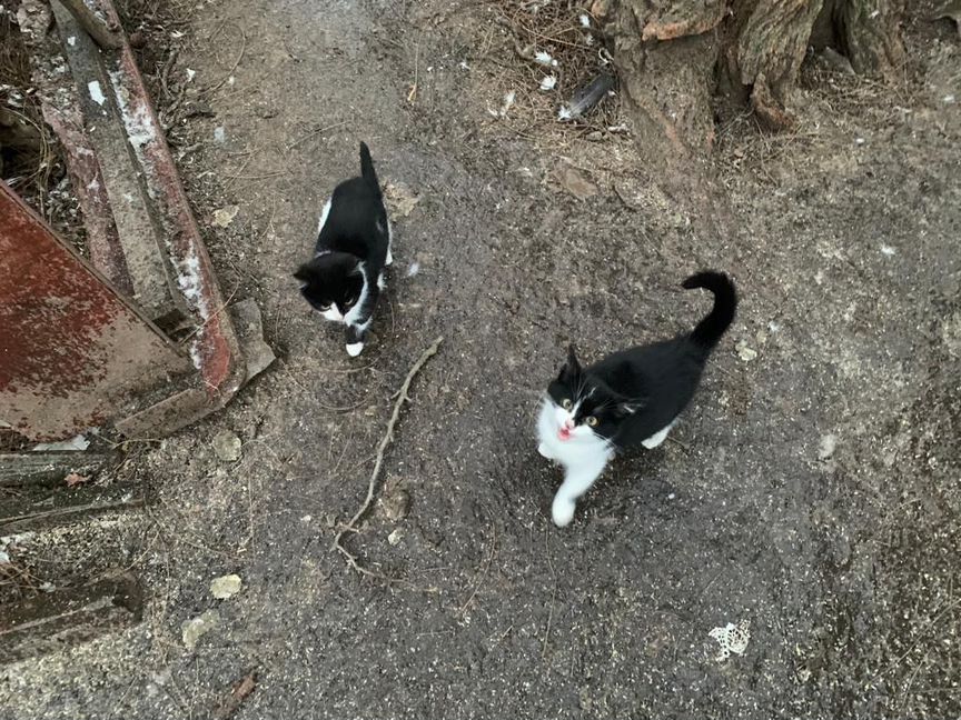 Котята в добрые руки