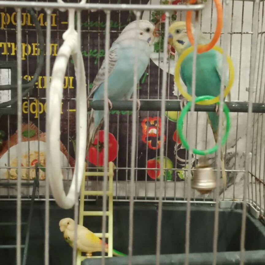 Волнистый попугай