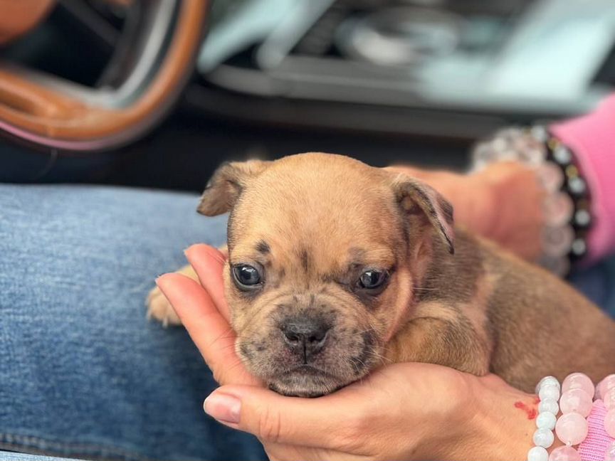 Американский булли покет