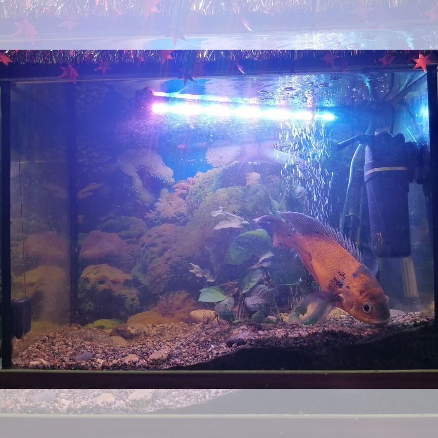 Аквариум с рыбкой