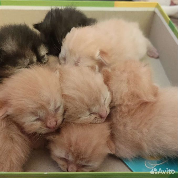 Котята полуперсы бесплатно