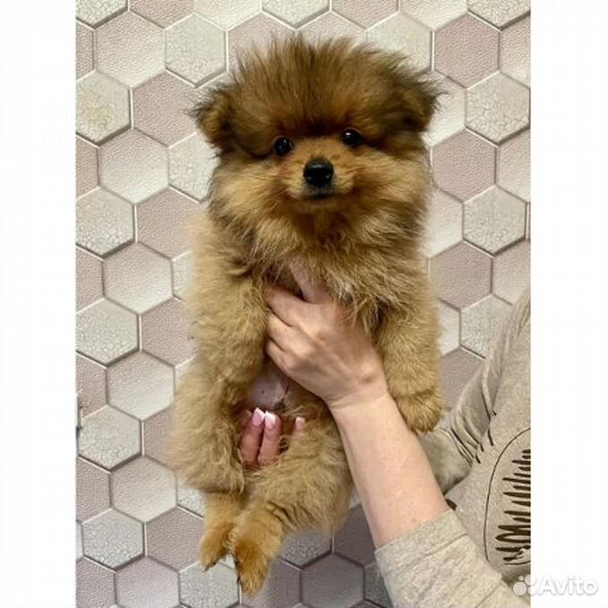 Щенки щпиц померанский