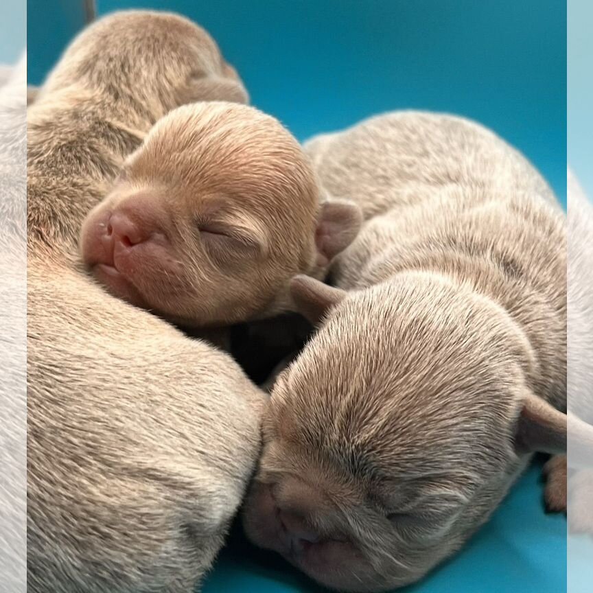 Французский бульдог щенки изабелла нью шейд