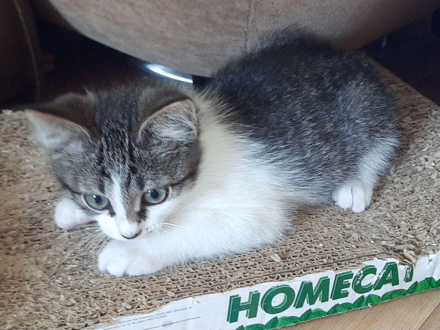 Котёнок ищет хороших хозяев