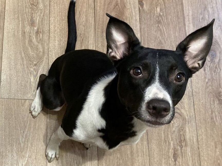 Дина. Динка. Миниатюрная и добрая