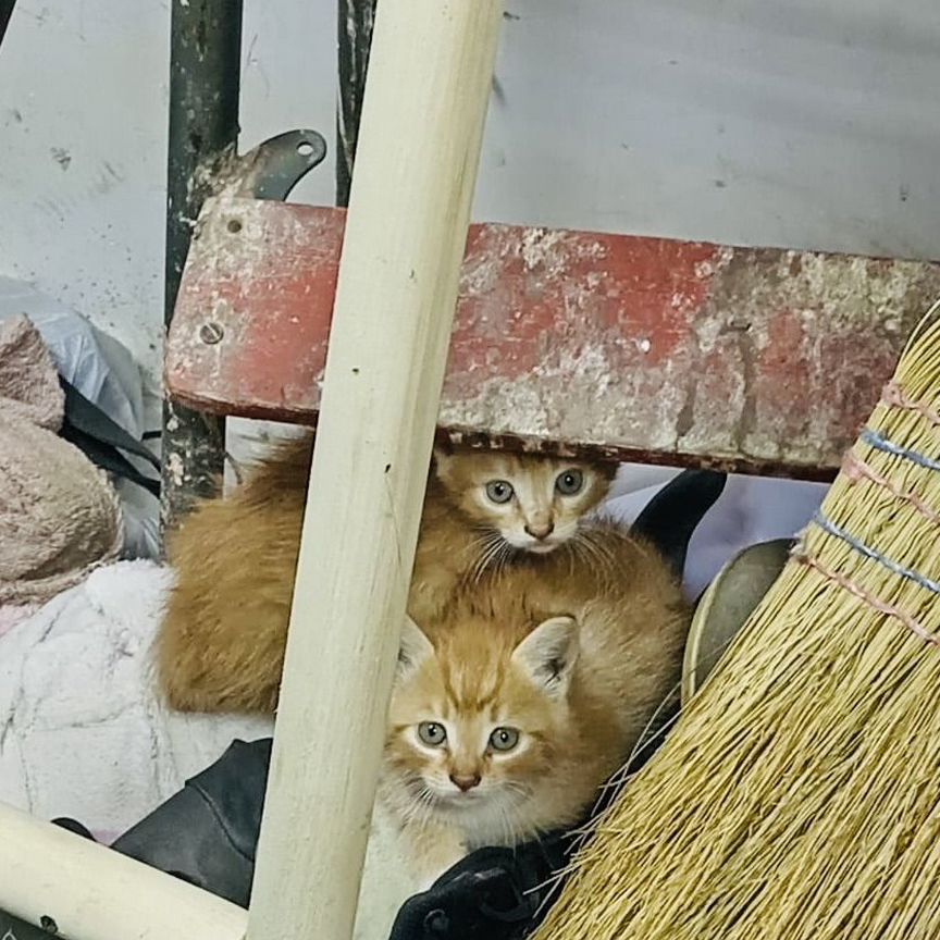 Котята в добрые руки