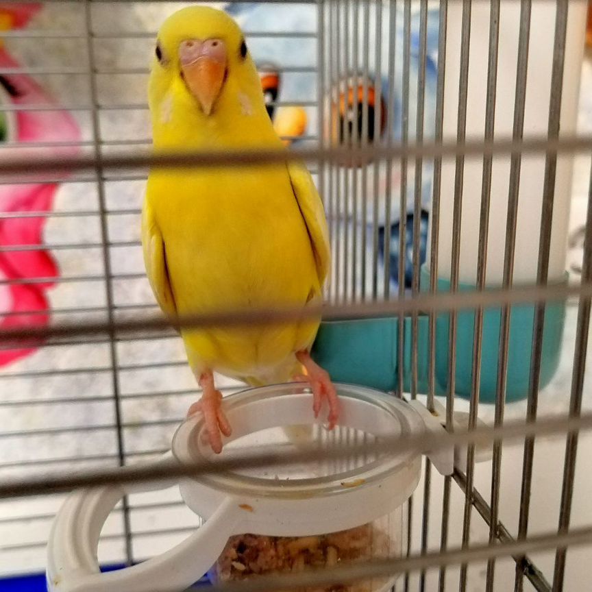 Волнистый попугай