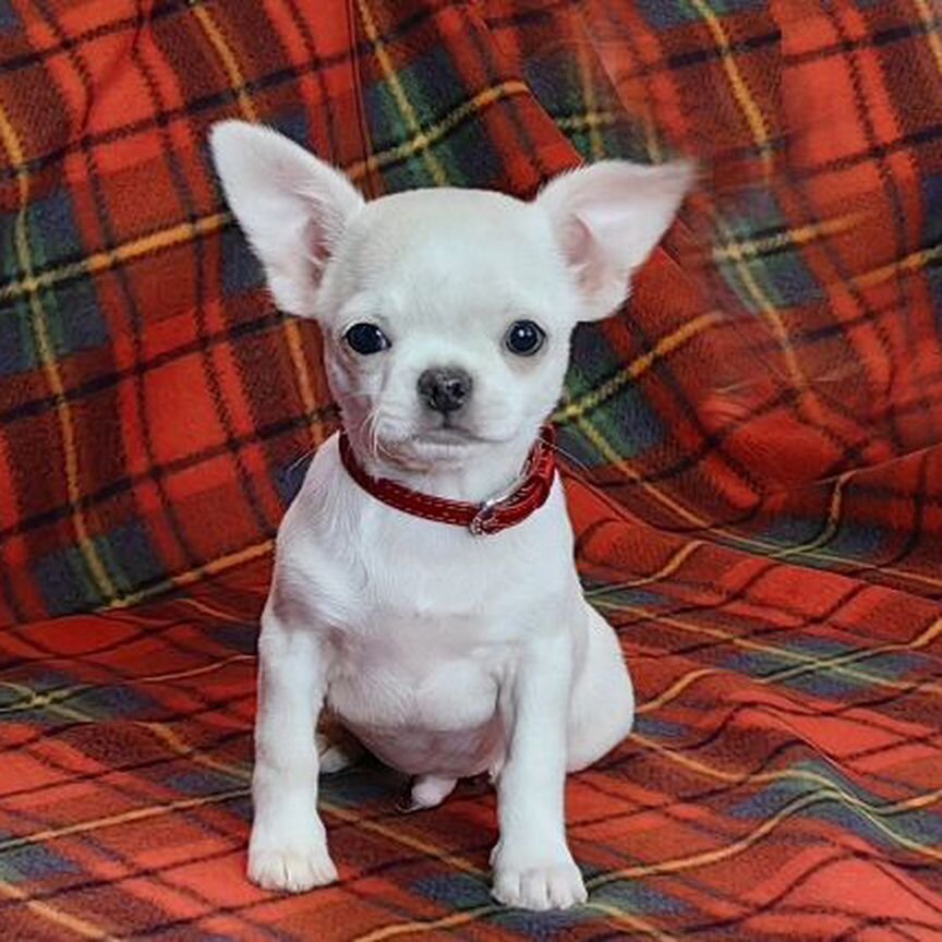 Дуглас Литтл - 3 мес. Чихуахуа