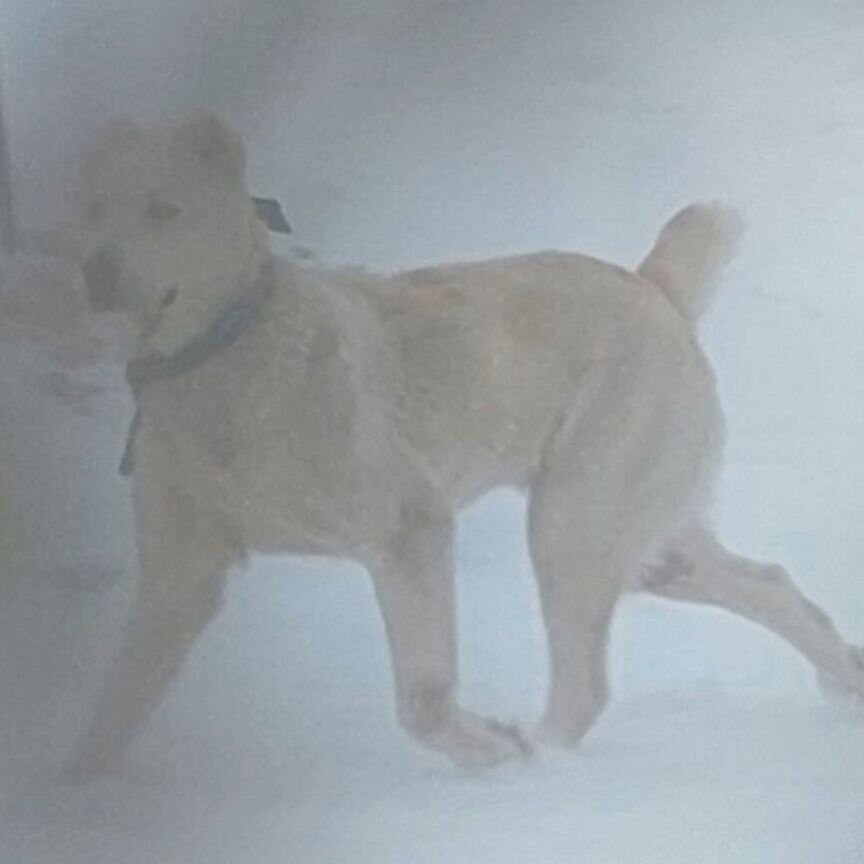 Австралийская овчарка, взрослая собака