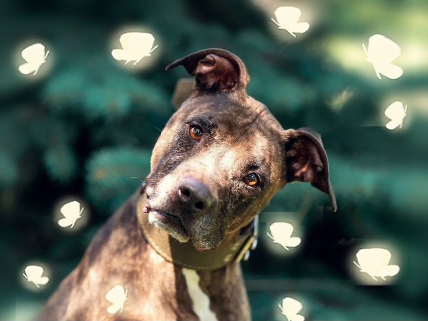 Питбуль в поиске дома