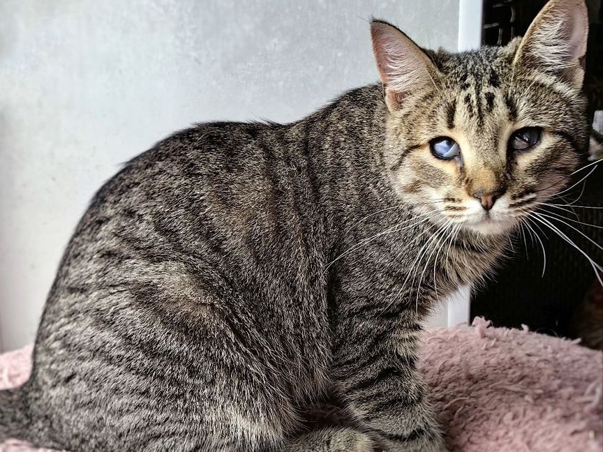 Особенный котенок ищет дом