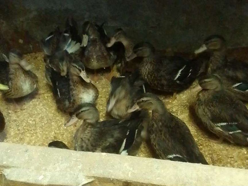 Подсадные утки