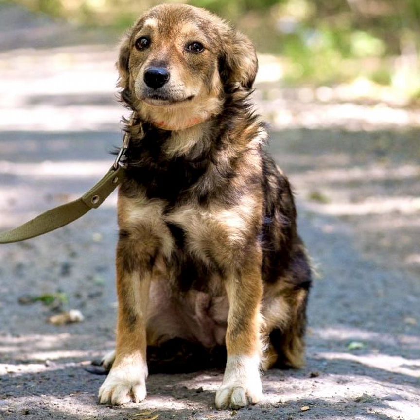 Взрослая собака в добрые руки