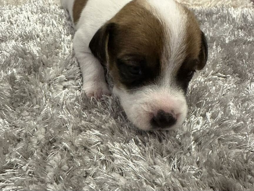 Джек Рассел терьер