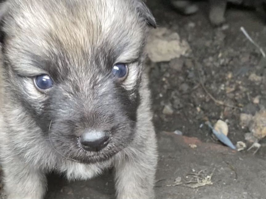 Собака в добрые руки щенок