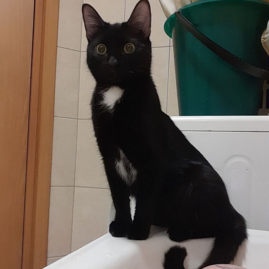 Котенок Базиль