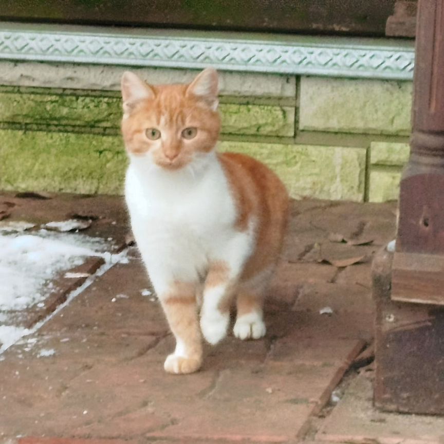 Котенок ищет дом выживает на дачах