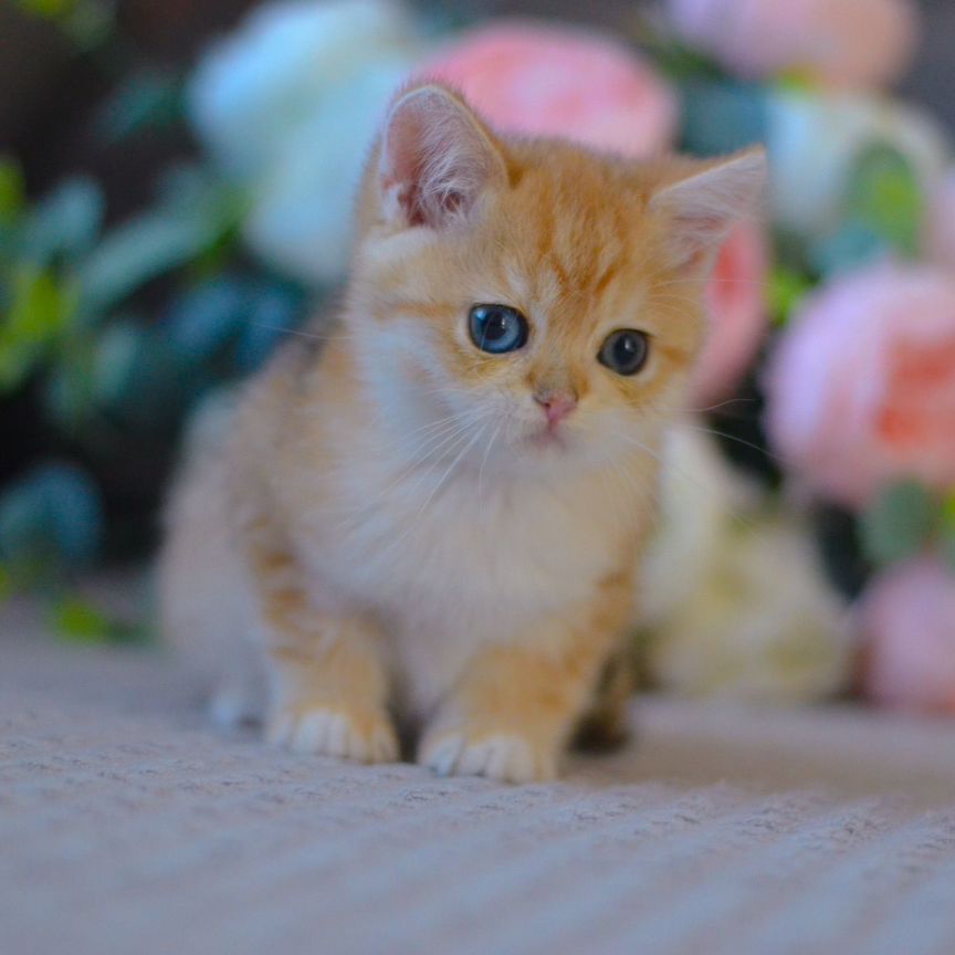 Золотая шиншилла разноглазый котенок