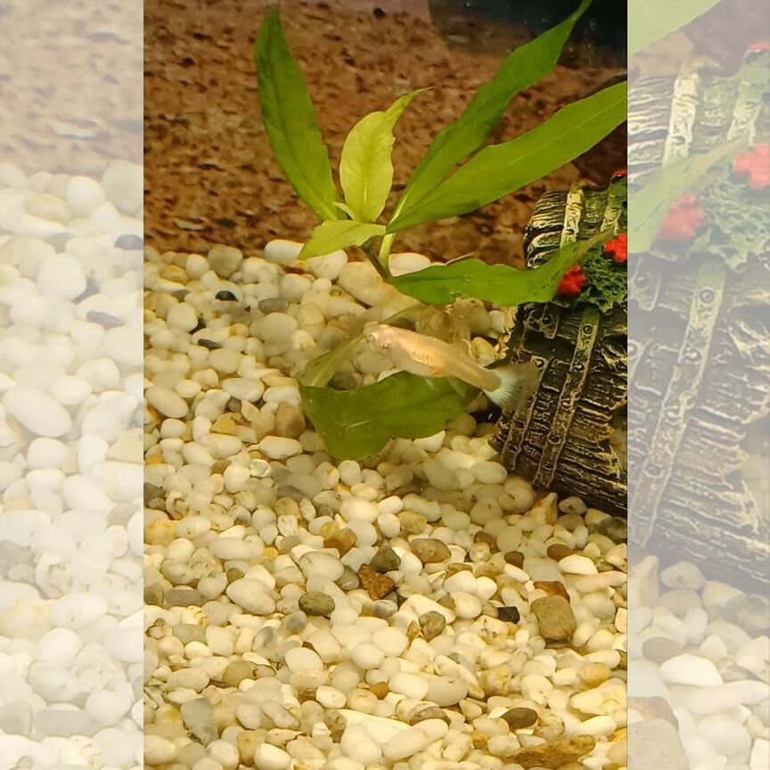 Самочка гуппи Скай Блю