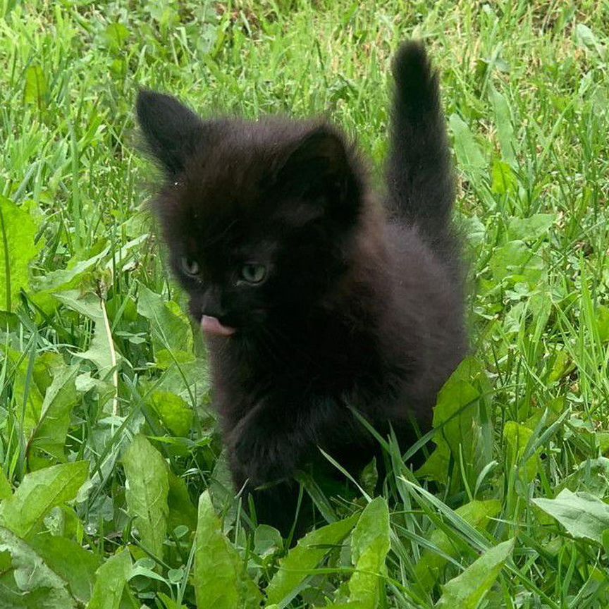 Котята 1 мес
