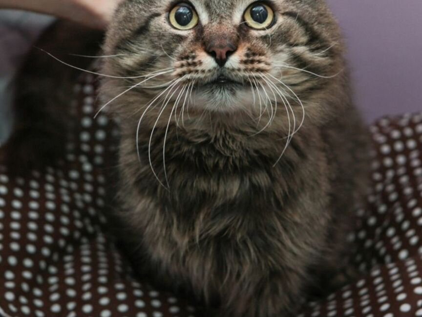 Ласковый котик ищет дом