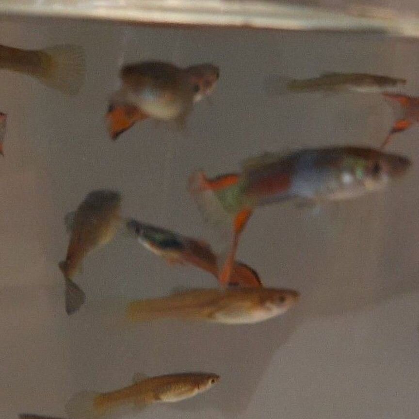 Гуппи эндлера 8 шт