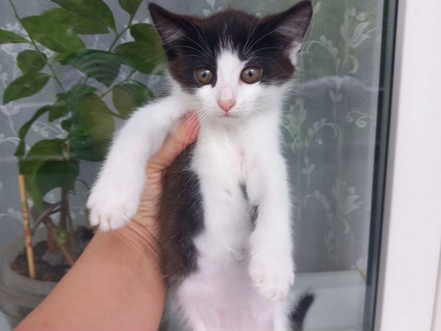 Малышка аглая в добрые ручки