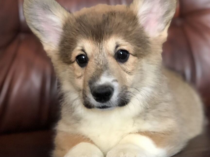 Соболь-девочка к/х Вельш Корги Пемброк