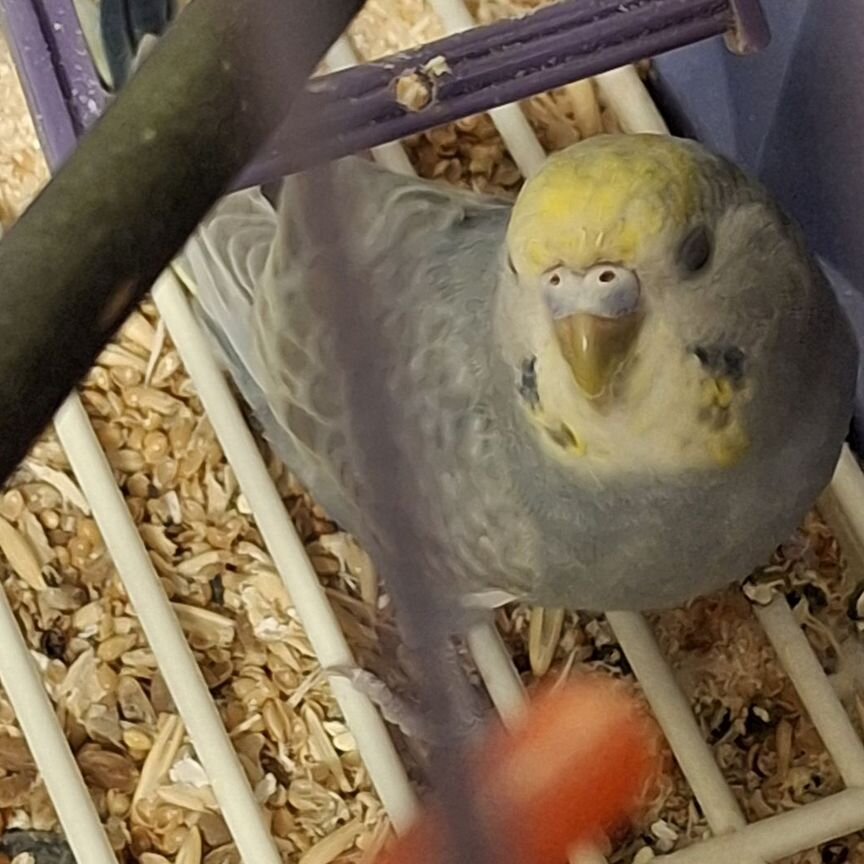 Волнистый попугай девочка