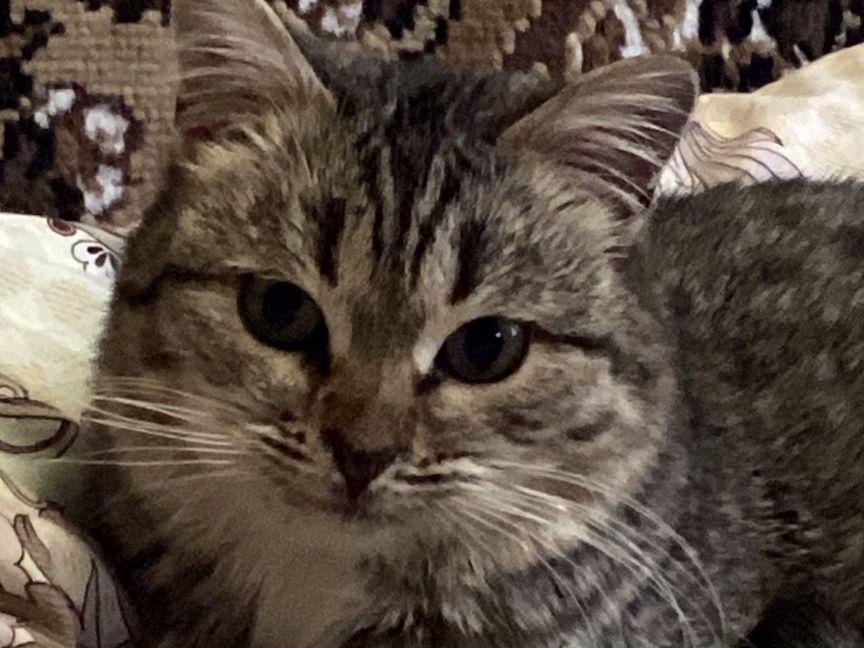 Кошка