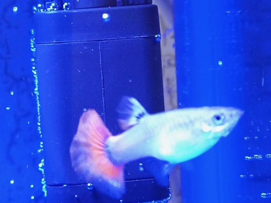 Гуппи Дамбо (Слоновьи уши)