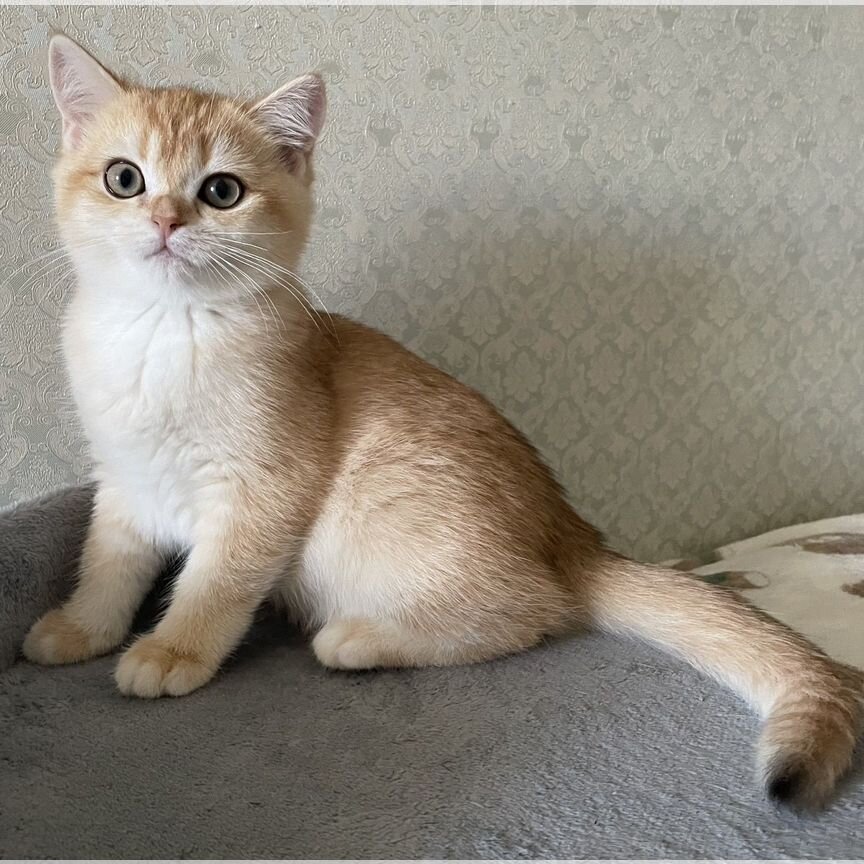 Британский короткошёрстный котёнок