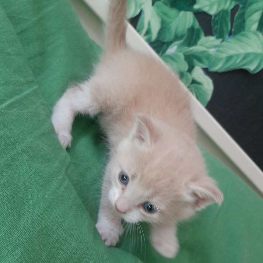 Розовая кошечка