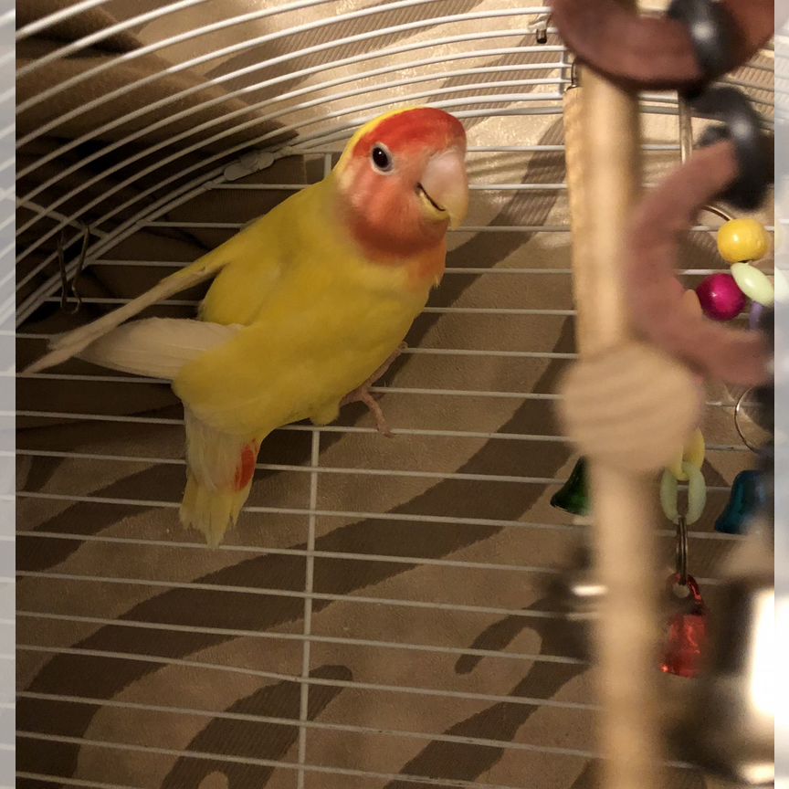 Попугай неразлучник девочка