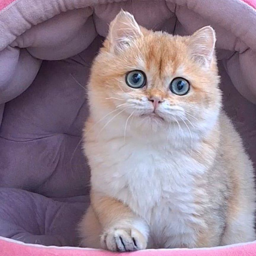 Британский короткошёрстный котёнок