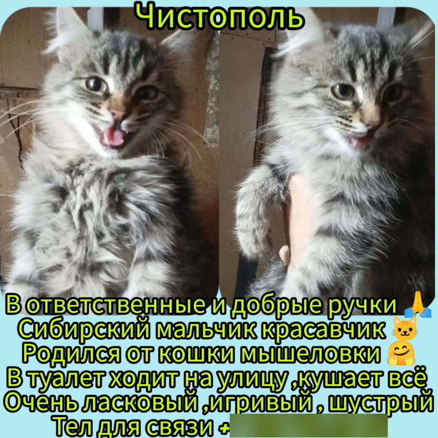 Сибирский котик