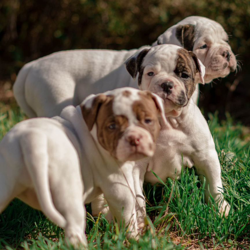 Щенки американского бульдога