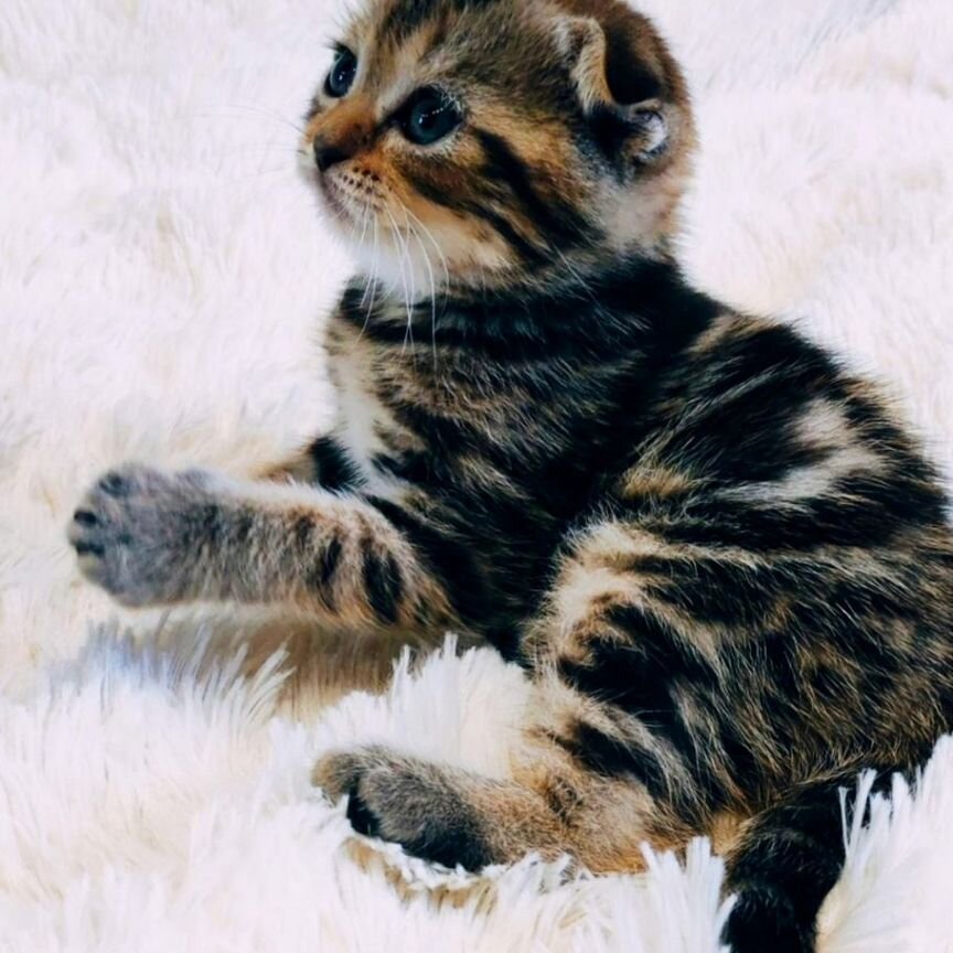Шотланский вислоухий котенок
