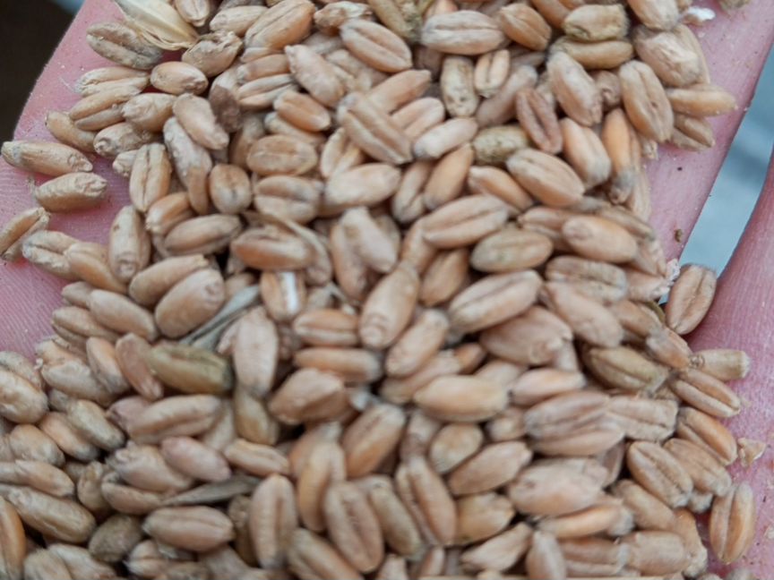 Пшениша фуражная