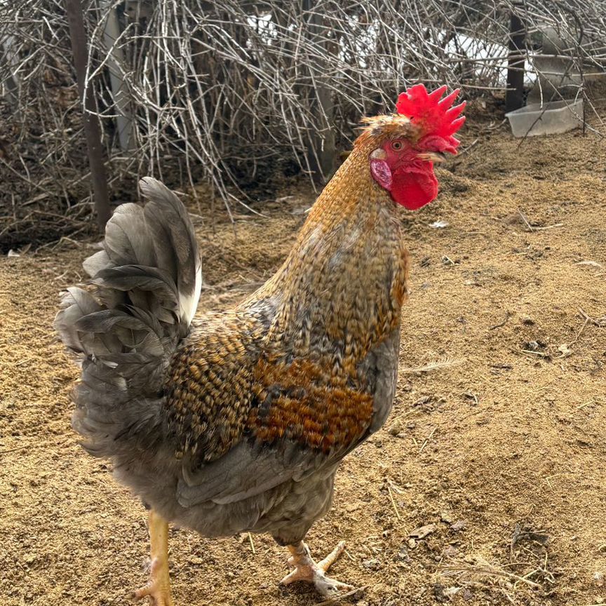 Куры и петухи домашние