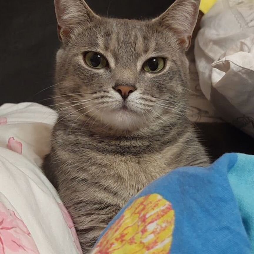 Отдам котиков