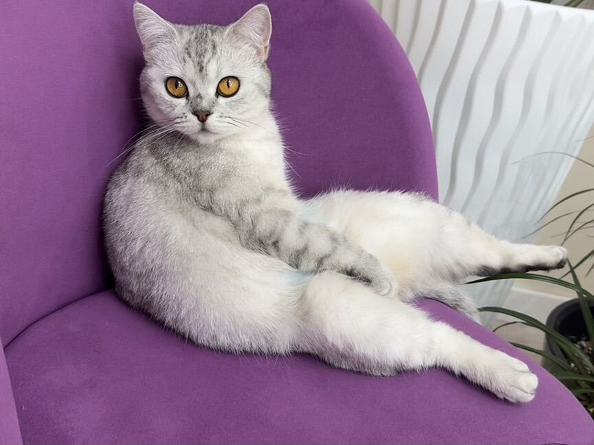 Британская кошка