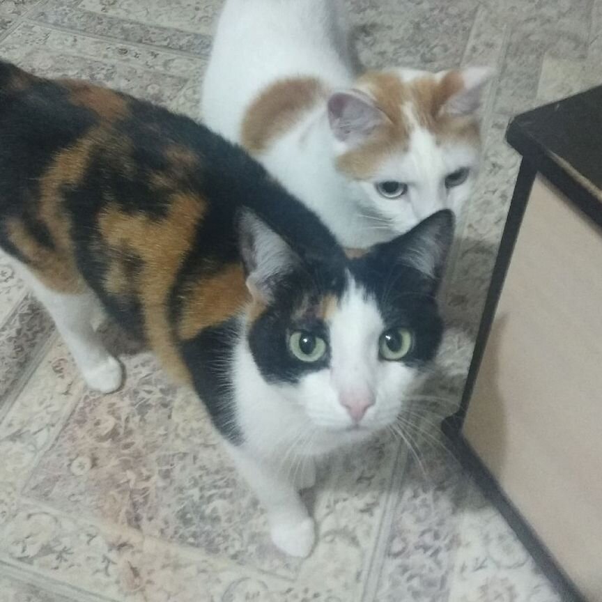 Взрослая кошка в добрые руки