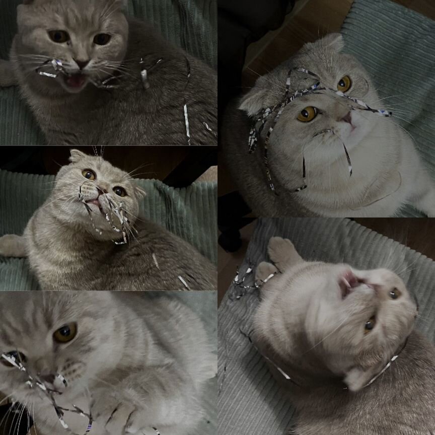 Шотландский красавец Адам, ищет свою Еву