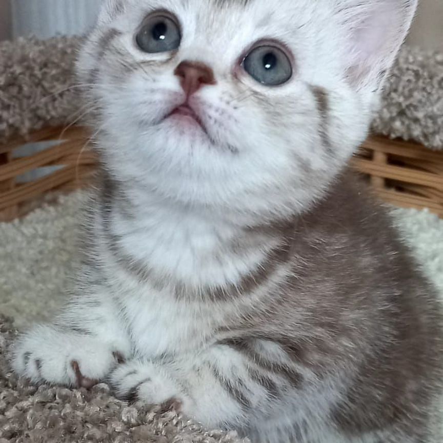 Шотландские котята
