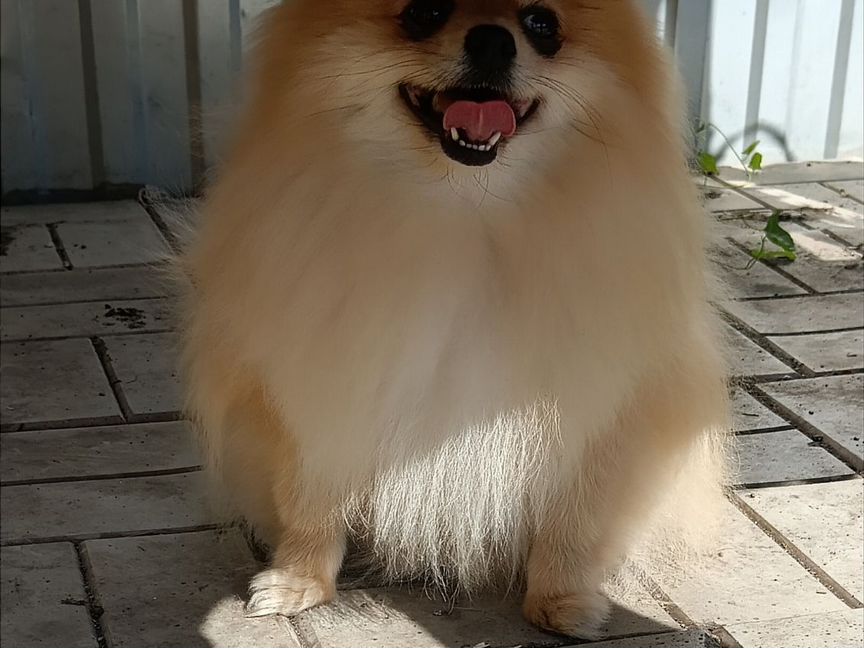 Померанский шпиц