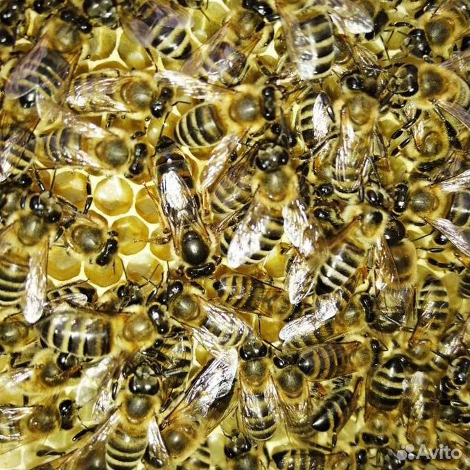 Пчеломатки